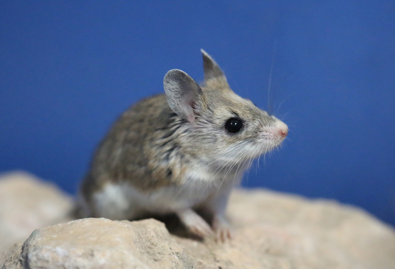 A wolf’s howl in miniature: NAU researchers discover mice speak ...