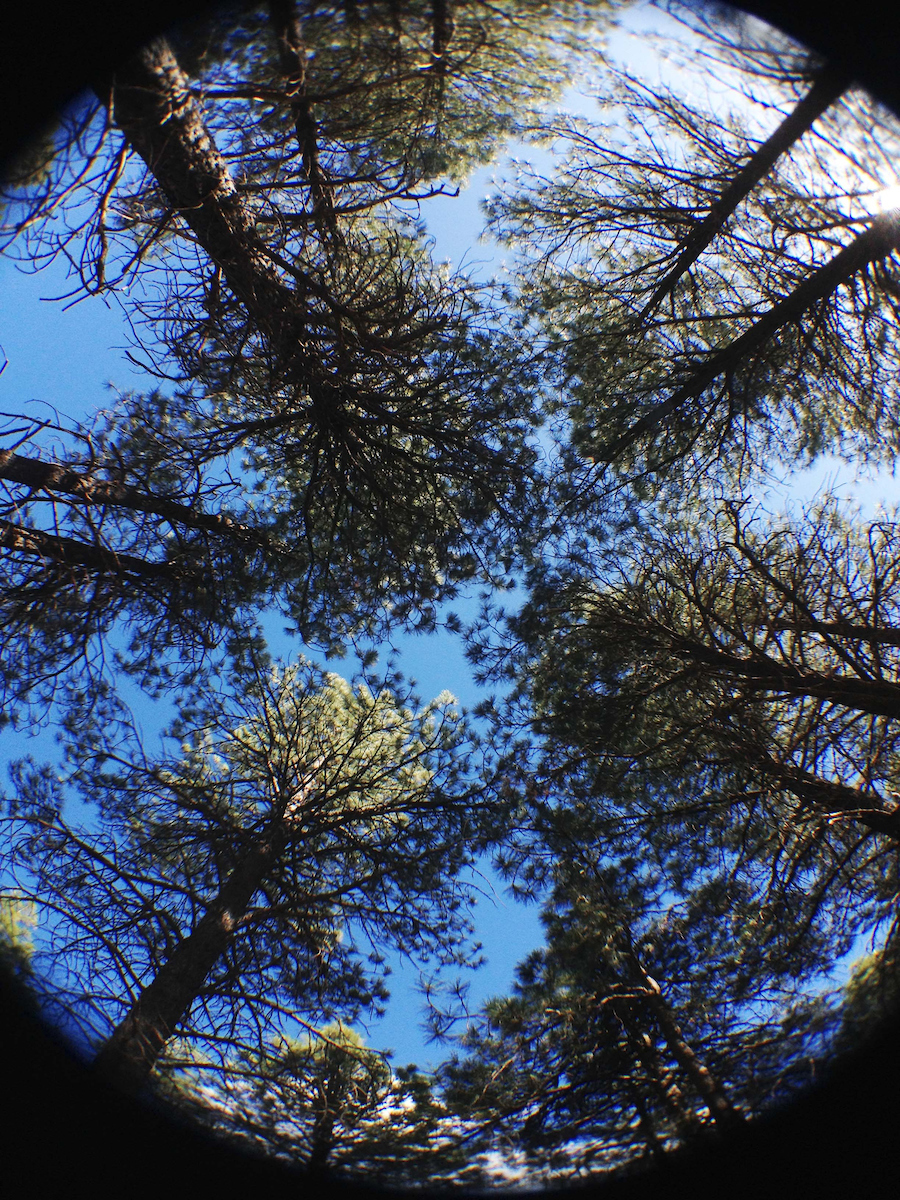 Tree Thinning Project Gives Nau Forestry Students Real World Experience