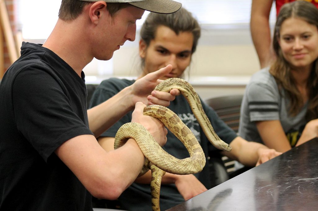 ‘In it for the animals:’ NAU snake researcher talks about myths vs ...