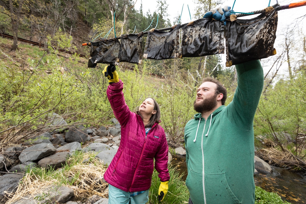 NAU stream ecologist’s major study of leaf litter hits milestone – The ...