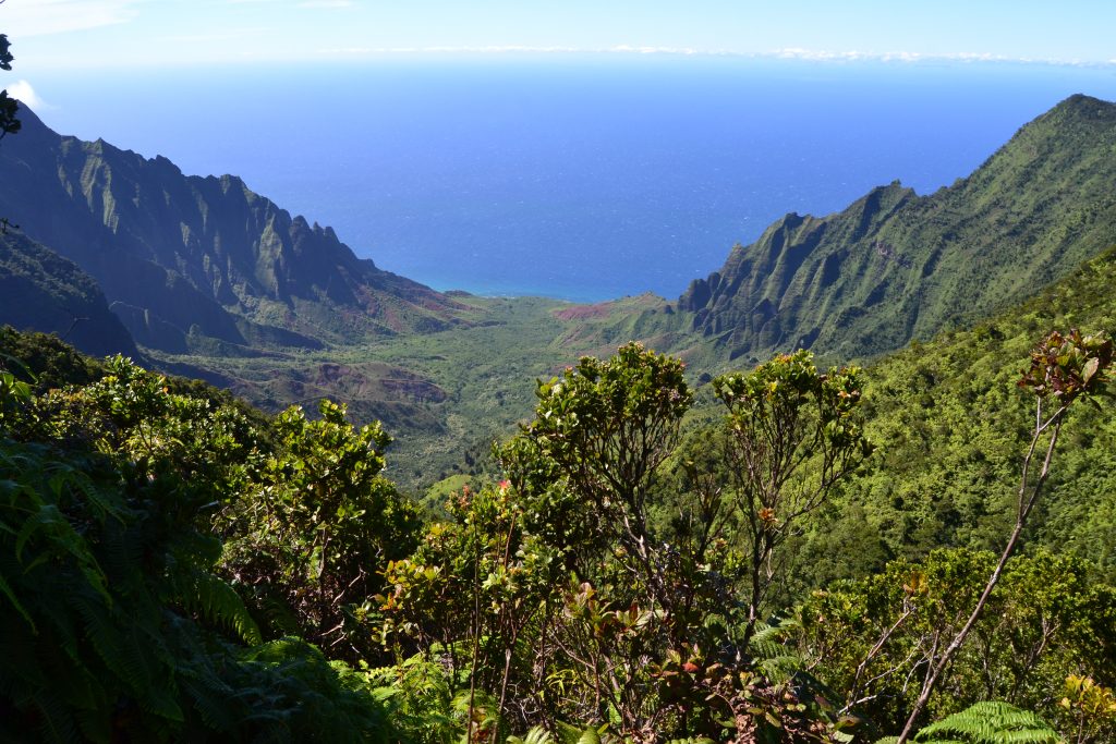 A bird’s role on isolated islands: NAU researcher studies similarities ...