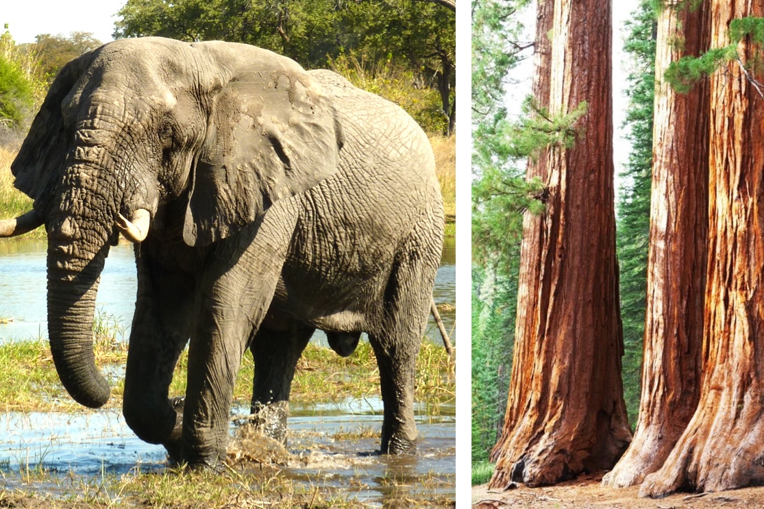 Save the giants, save the planet: NAU professor finds large animals ...