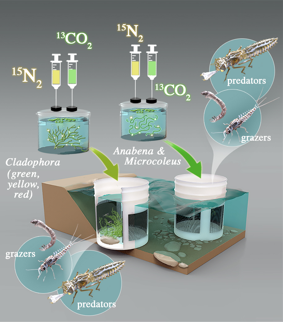 Decoding biological mysteries with algae: NAU team wins $3M from NSF to ...