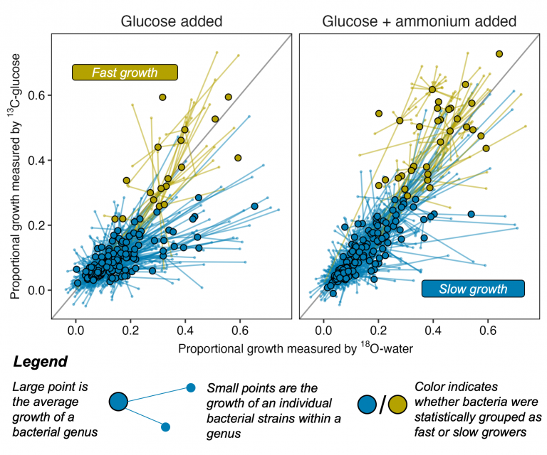 Lifestyles of the fast and slow (bacteria): In the wild, most live in ...