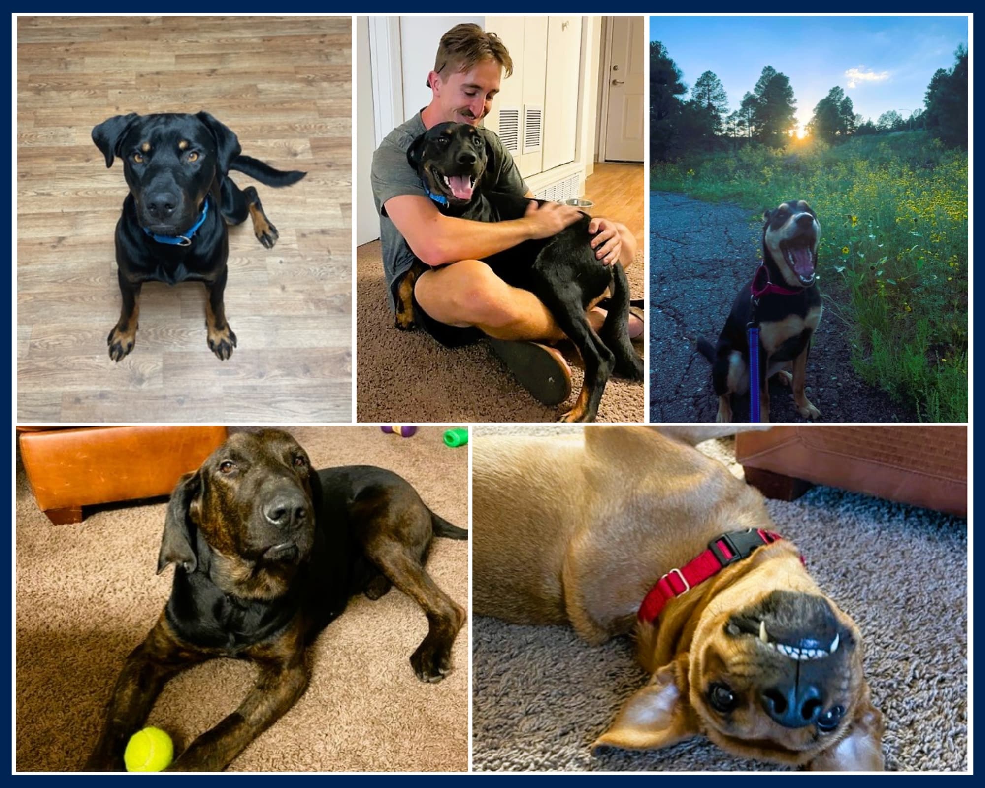 Pawsitively Impactful: NAU Grad fostering dogs while at NAU – The NAU ...
