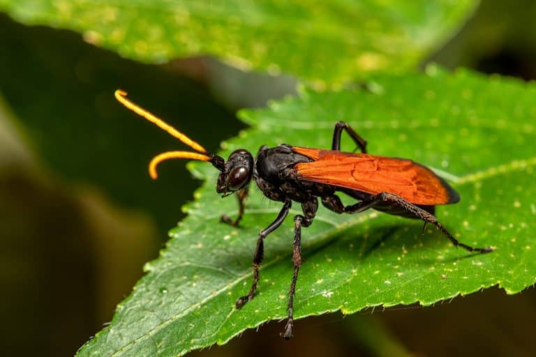 Murder hornets, assassin bugs—is it safe to go outside? – The NAU Review