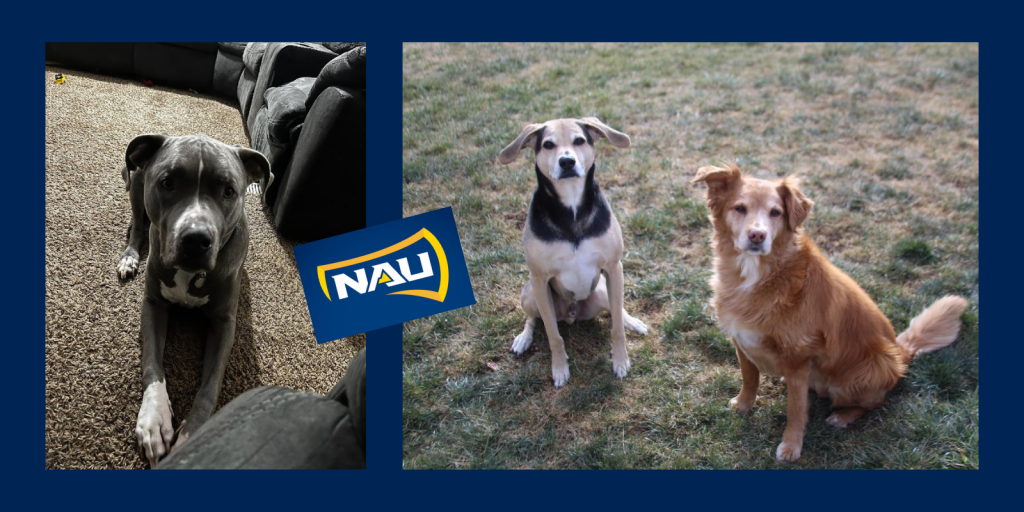 Go Jacks!—even the 4-legged, furry and feathered ones – The NAU Review