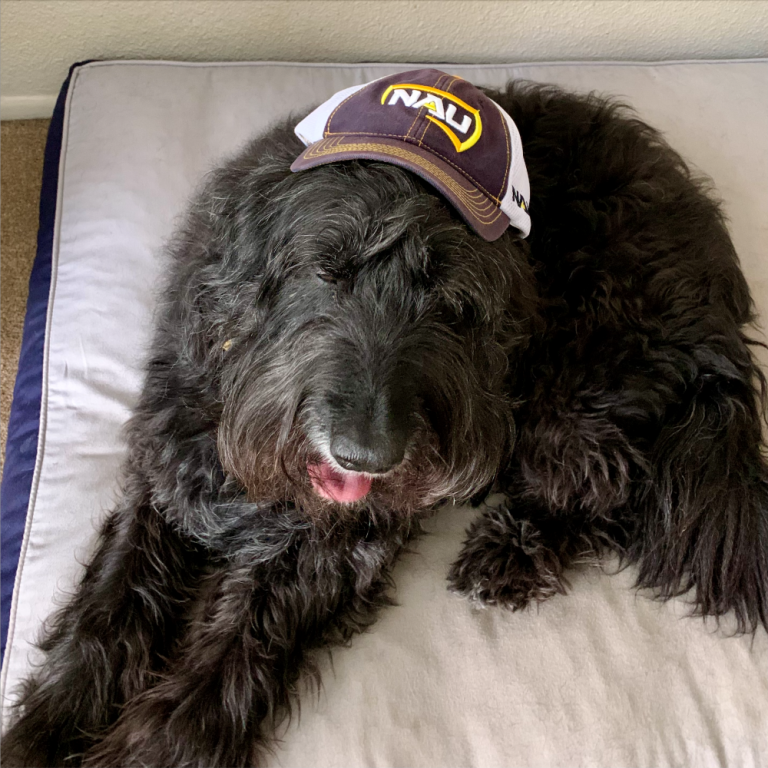 Go Jacks!—even the 4-legged, furry and feathered ones – The NAU Review