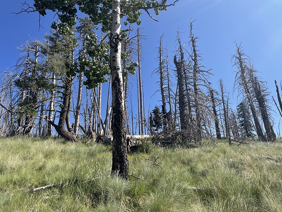 Climbing a mountain is summit special – The NAU Review