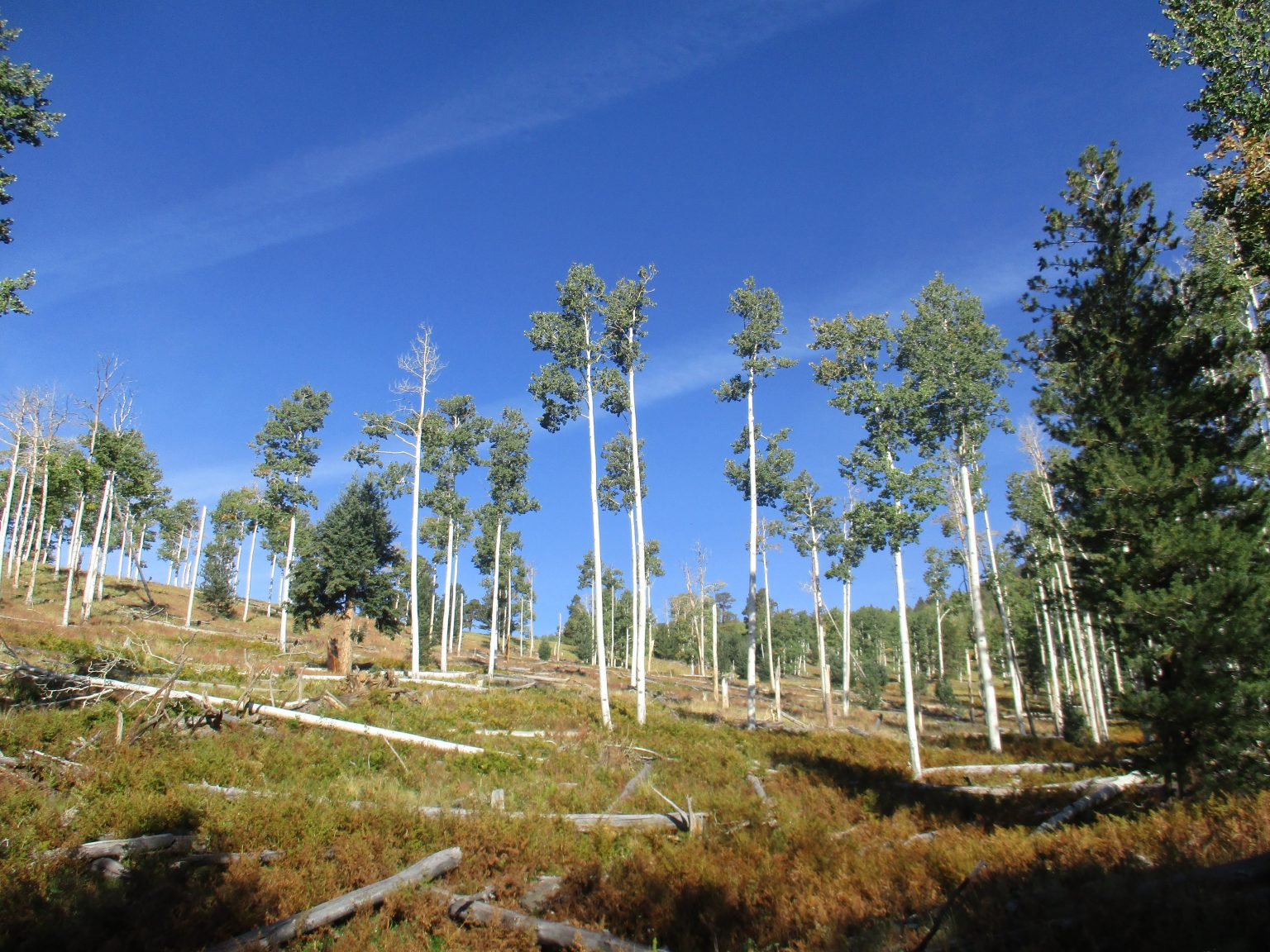 Oh, grow up! ERI study shows climate change is hindering aspen tree ...