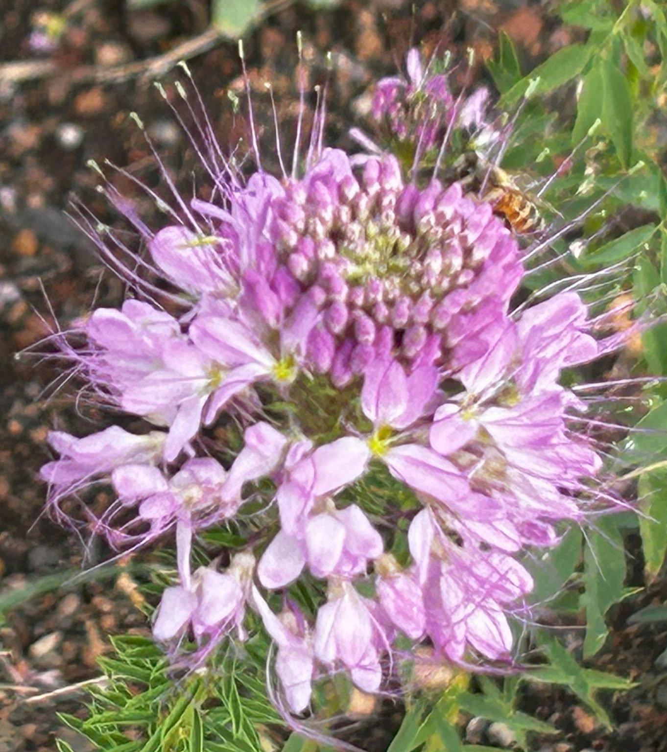 Buzzing toward a greener future – The NAU Review